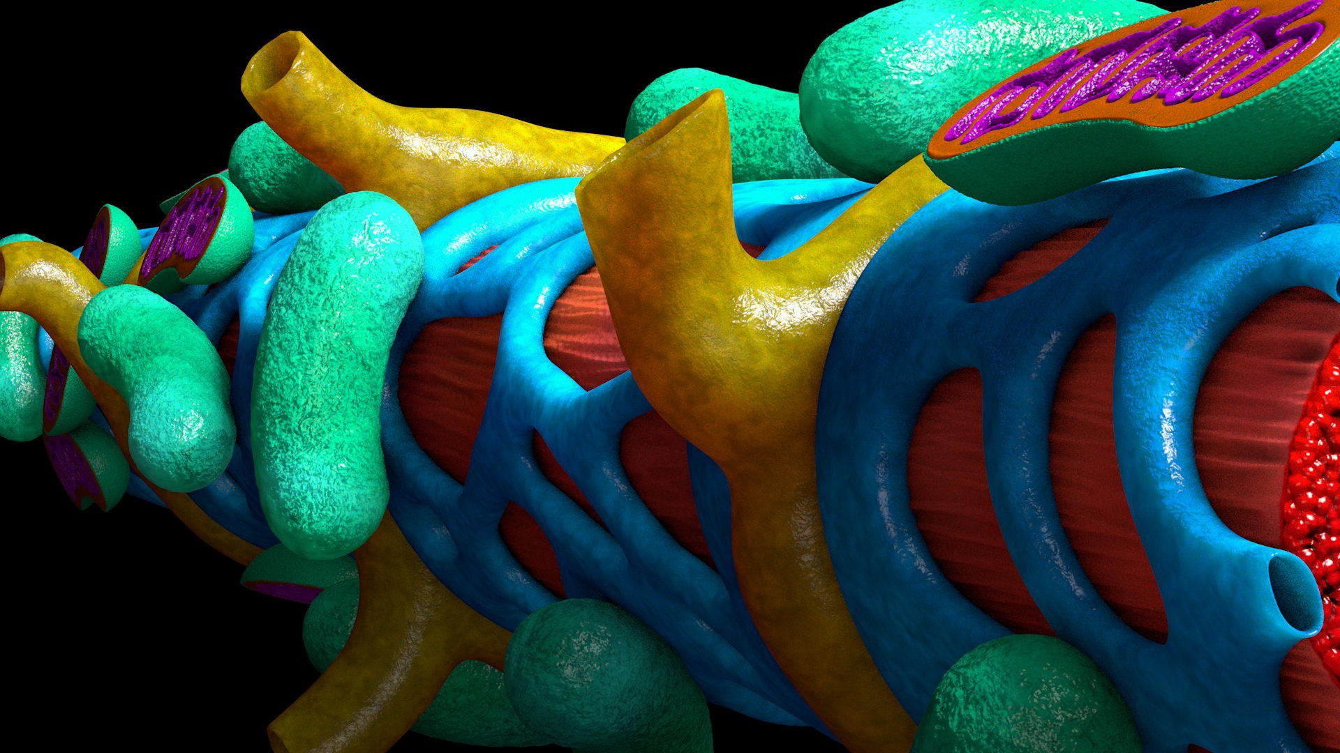 3d Muscle Fiber Model