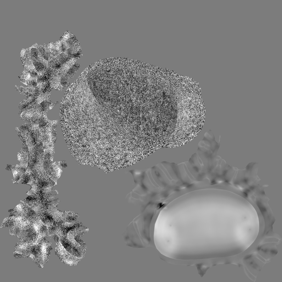 3d Muscle Fiber Model