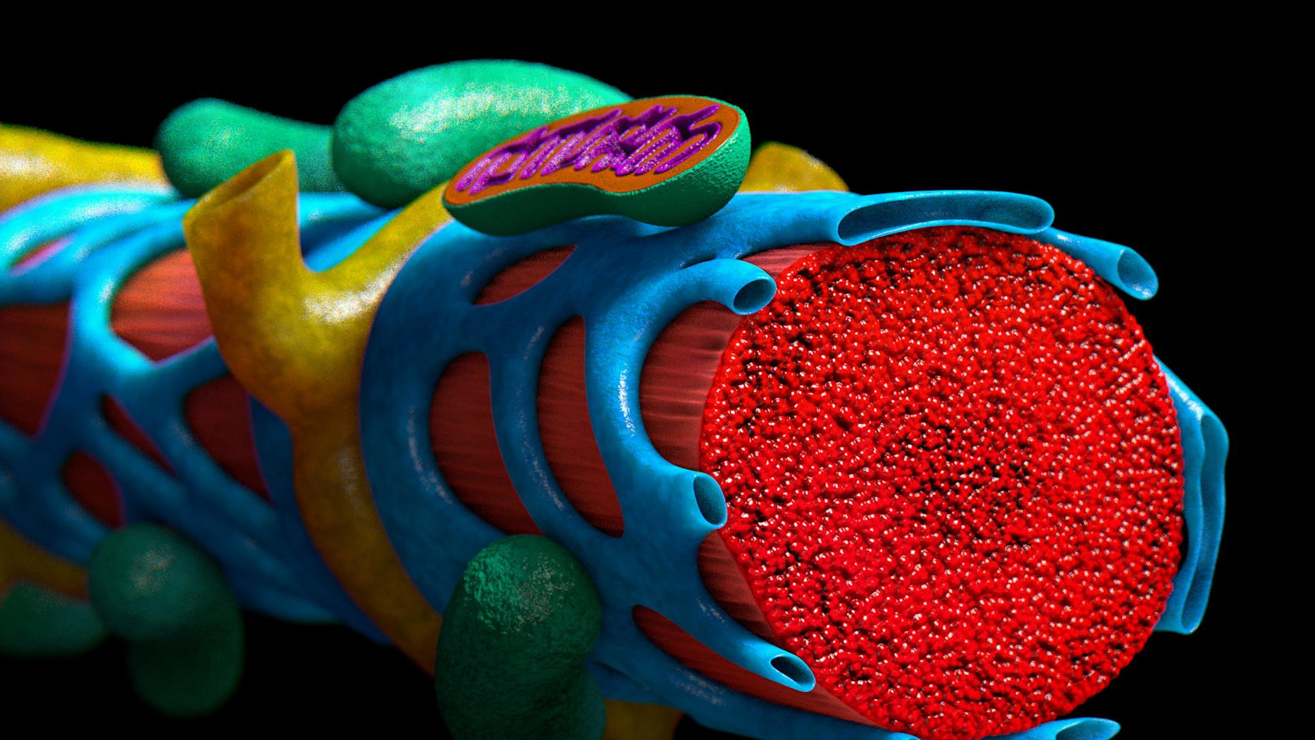 3d Muscle Fiber Model