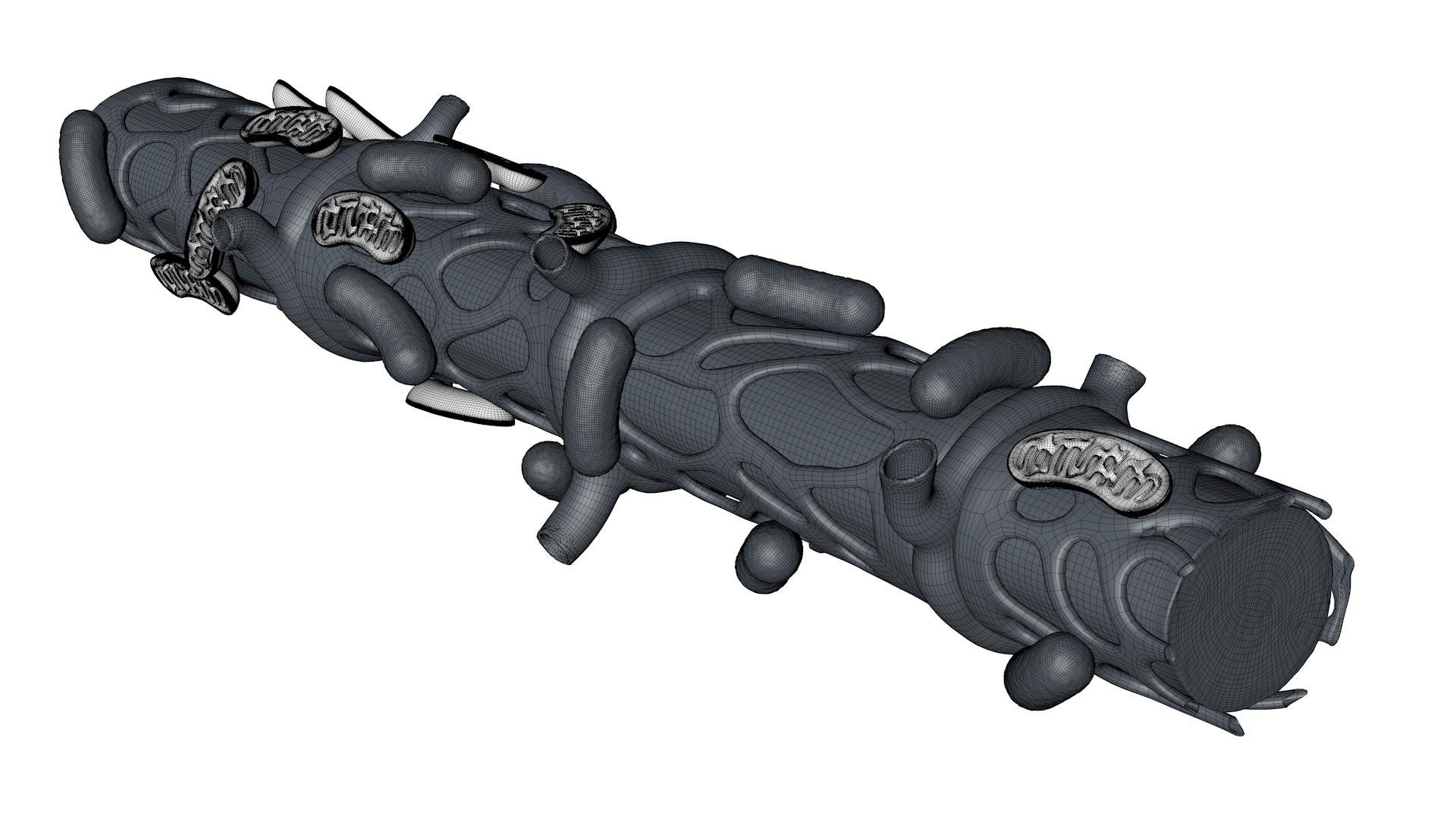 3d Muscle Fiber Model