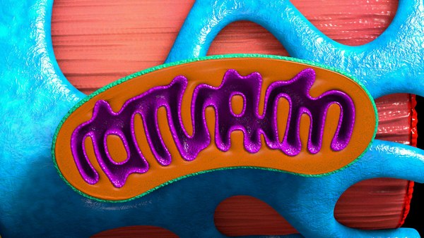 3d muscle fiber model