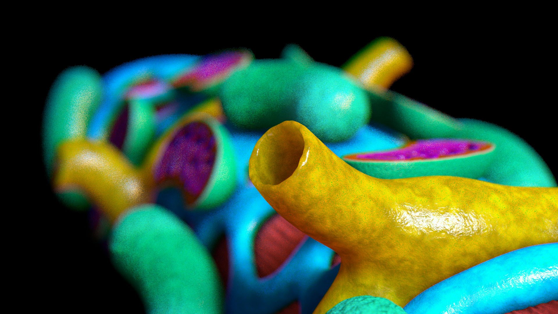 3d Muscle Fiber Model