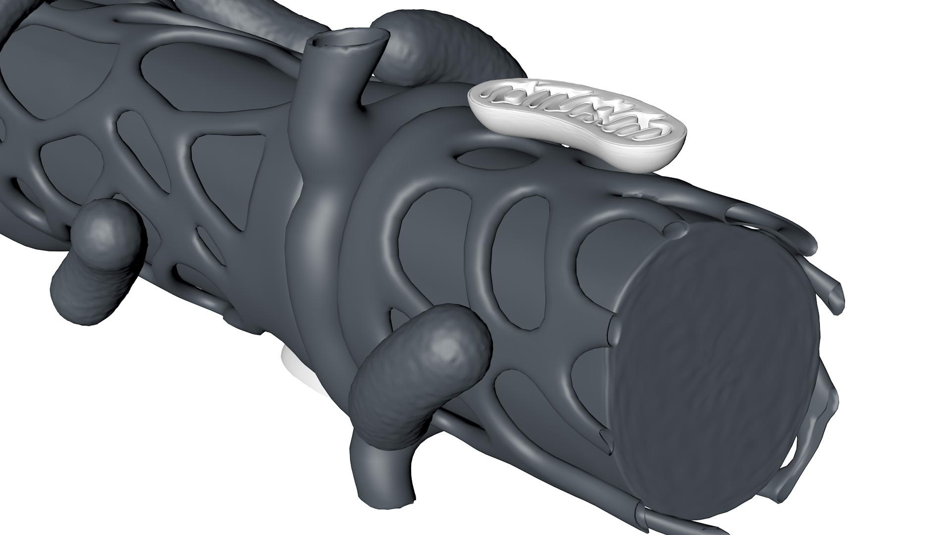 3d Muscle Fiber Model