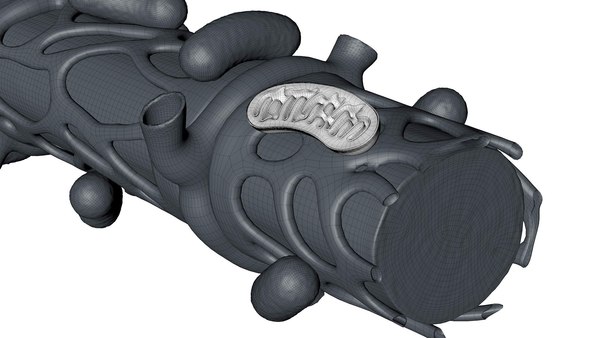 3d muscle fiber model