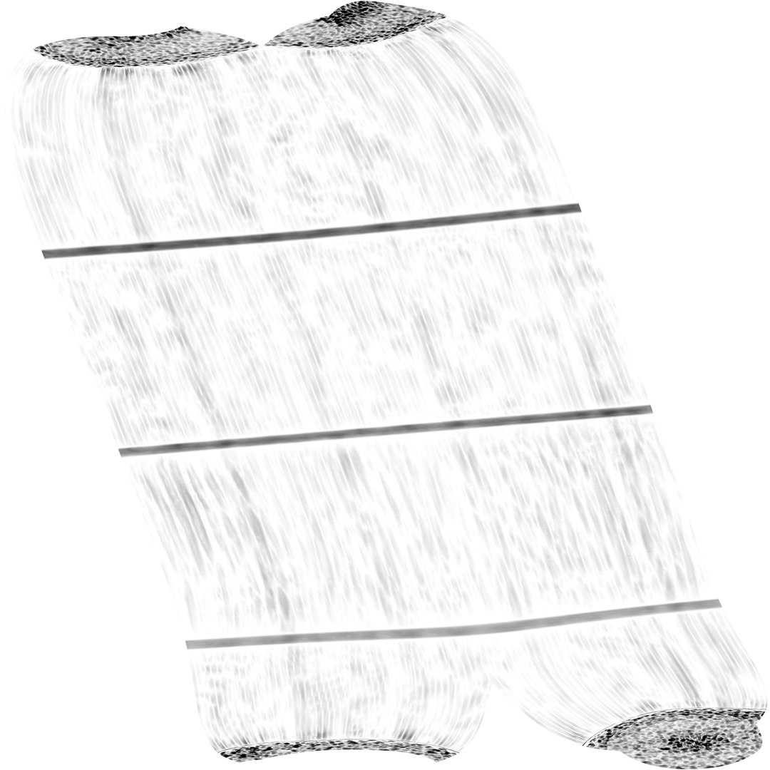 3d muscle fiber model