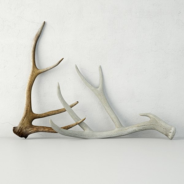 3D Antlers Models | TurboSquid