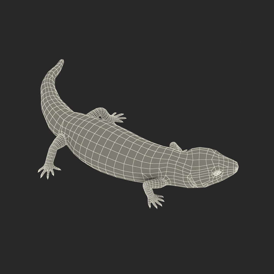 3d Blue Tongued Skink Pose Model