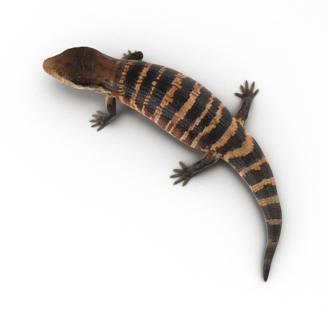 3d Blue Tongued Skink Pose Model