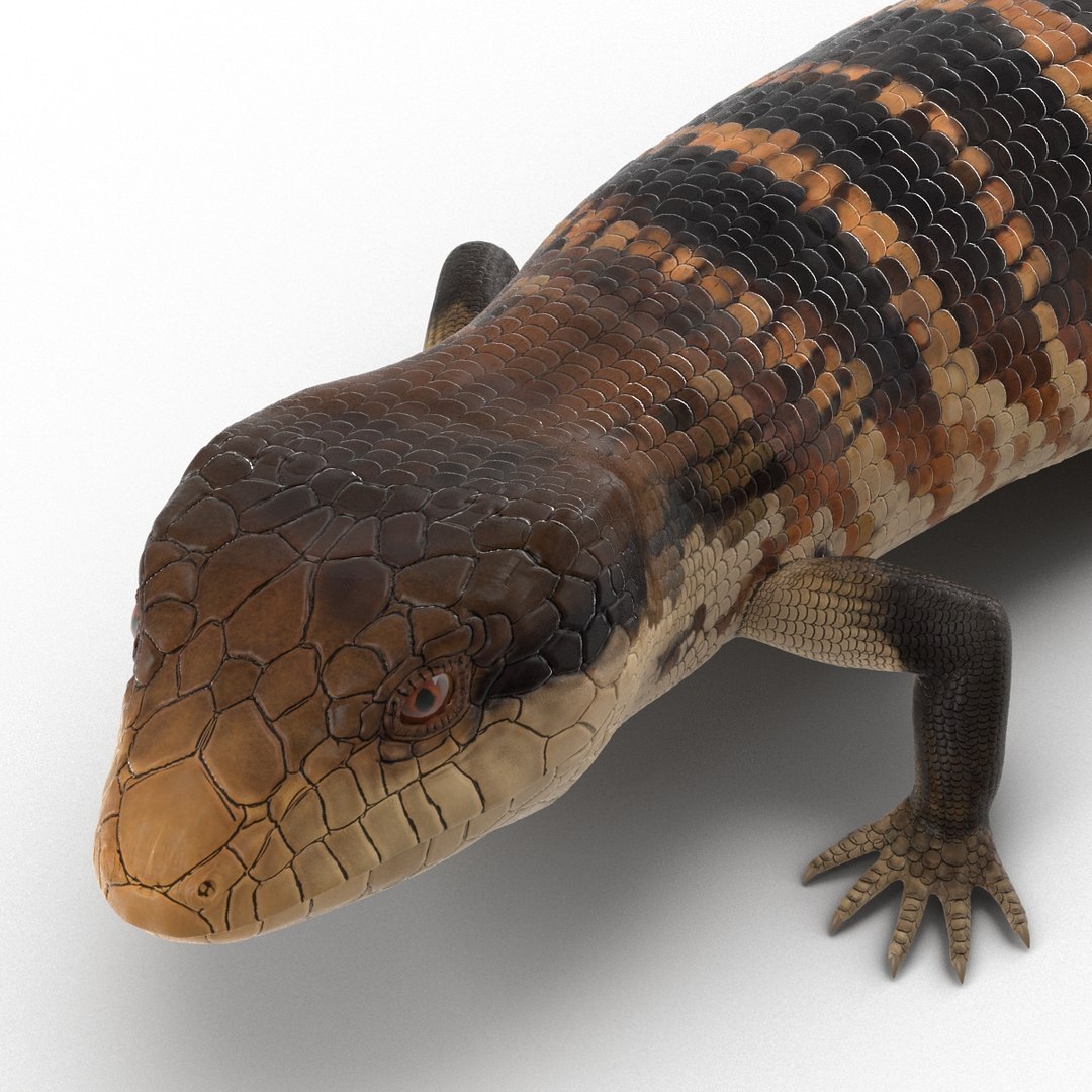 3d Blue Tongued Skink Pose Model