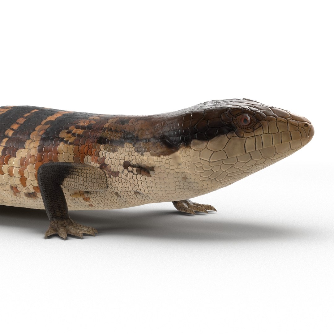 3d Blue Tongued Skink Pose Model