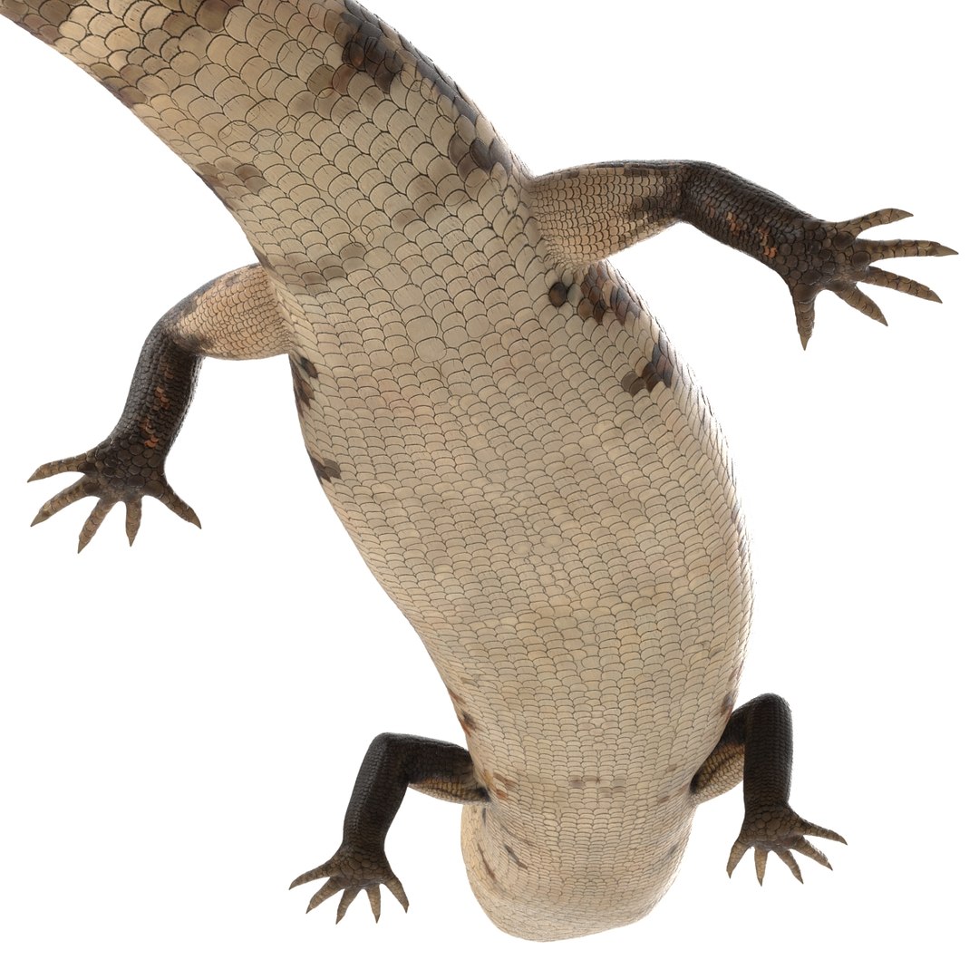 3d Blue Tongued Skink Pose Model