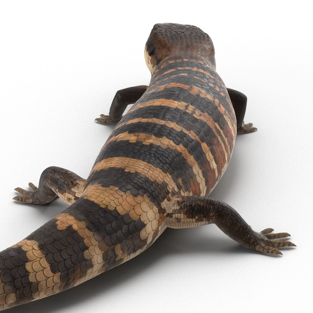 3d Blue Tongued Skink Pose Model