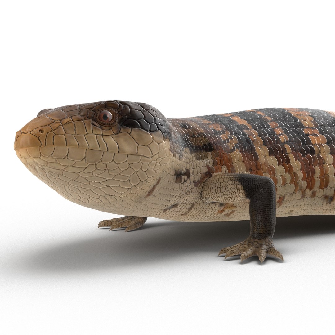 3d Blue Tongued Skink Pose Model