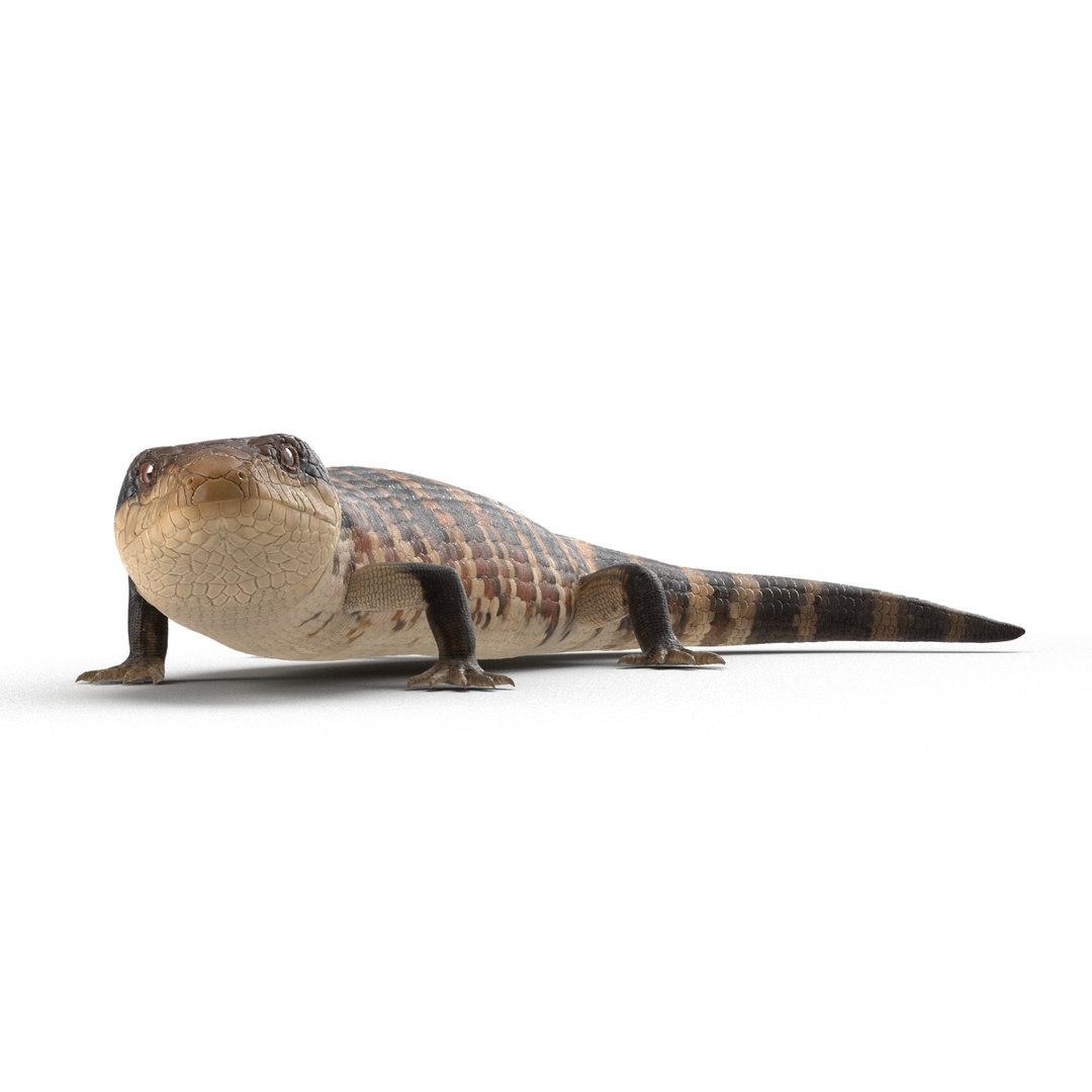 3d Blue Tongued Skink Pose Model