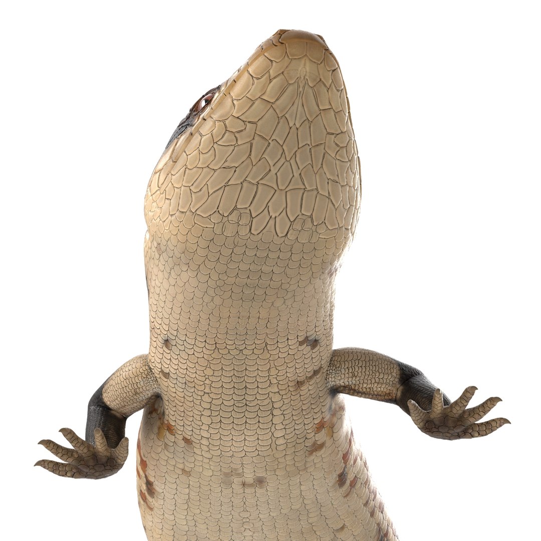 3d Blue Tongued Skink Pose Model