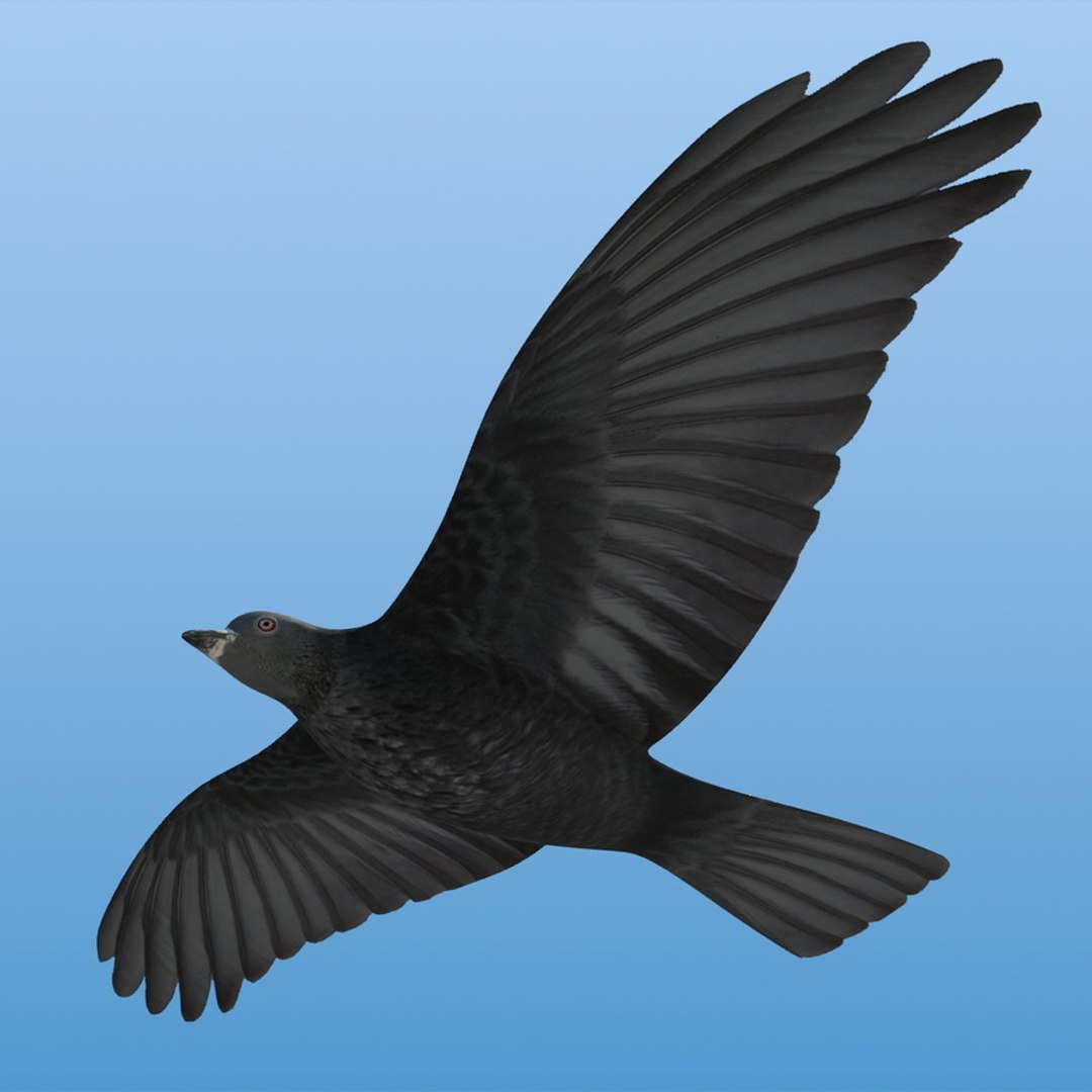 Bird Flock Animation 3d 3ds