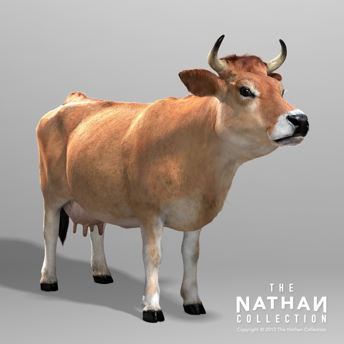 3d jersey cow fur animation model