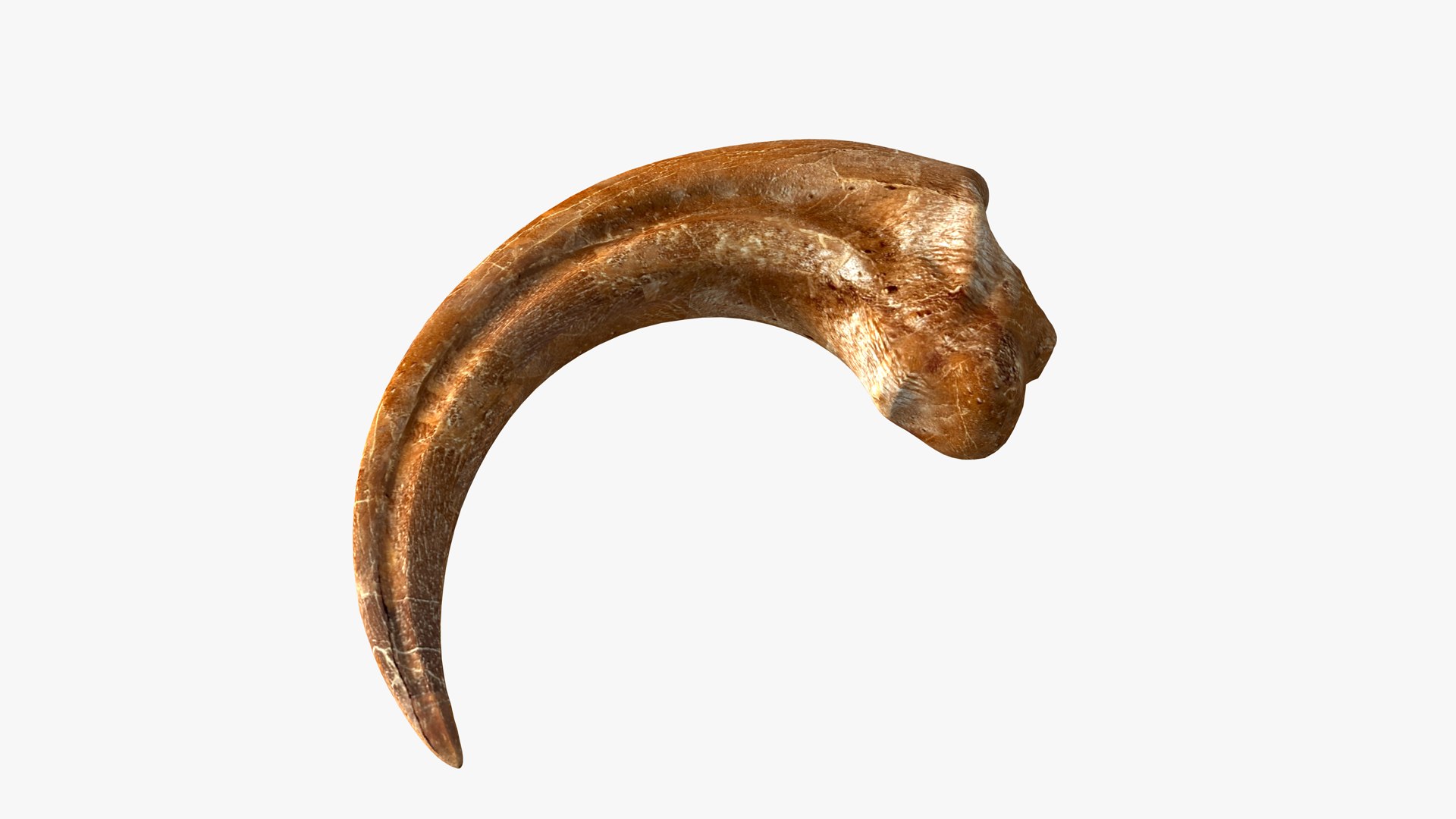 Realistic Velociraptor Claw 3d 3ds