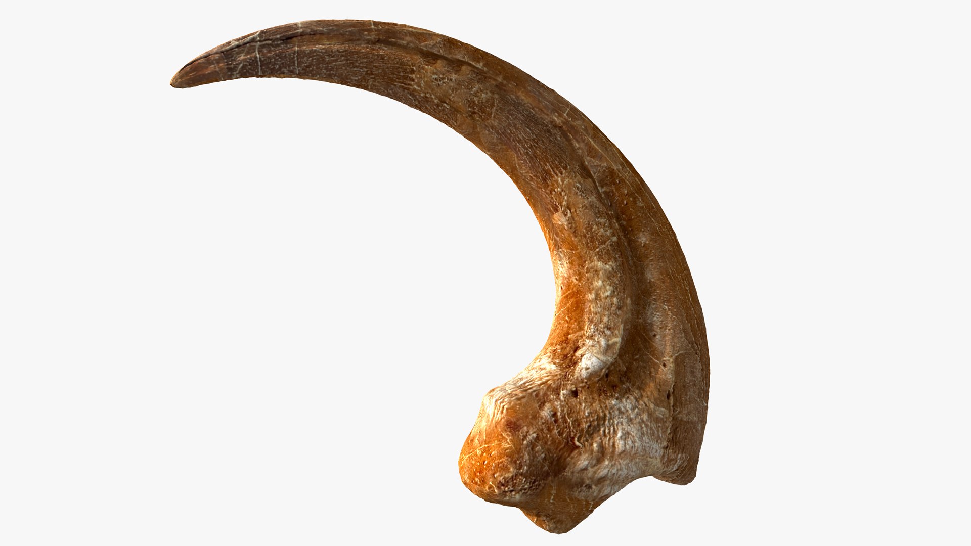 Realistic Velociraptor Claw 3d 3ds