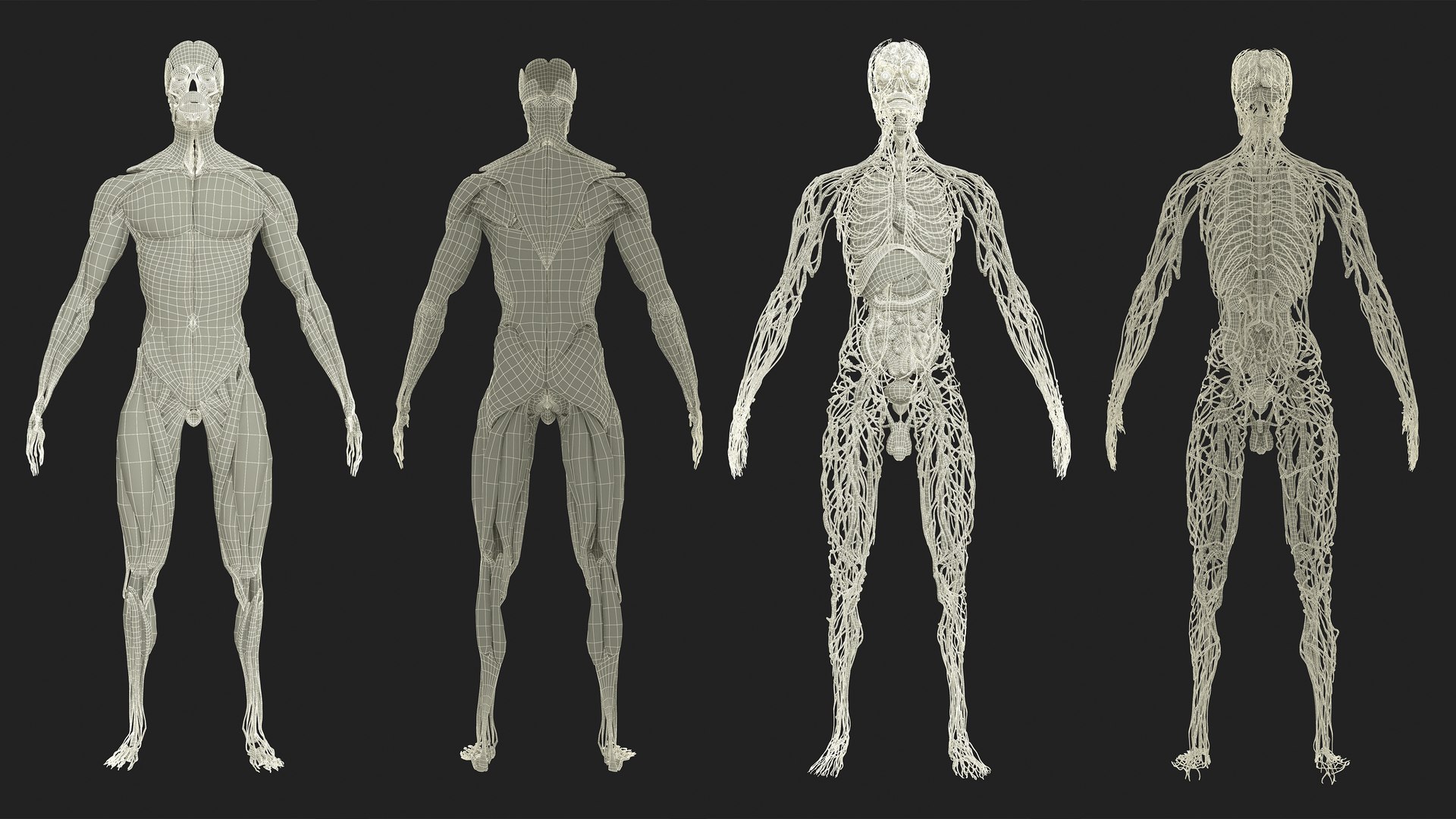 Realistic Male Full Body Anatomy 3D - TurboSquid 2169418