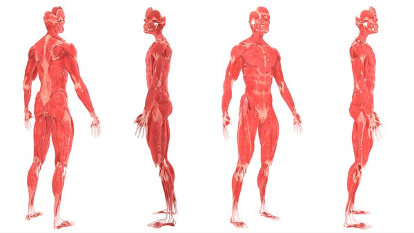 modelo 3d Anatomía realista de cuerpo completo masculino - TurboSquid ...