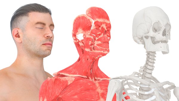 modelo 3d Anatomía realista de cuerpo completo masculino - TurboSquid ...