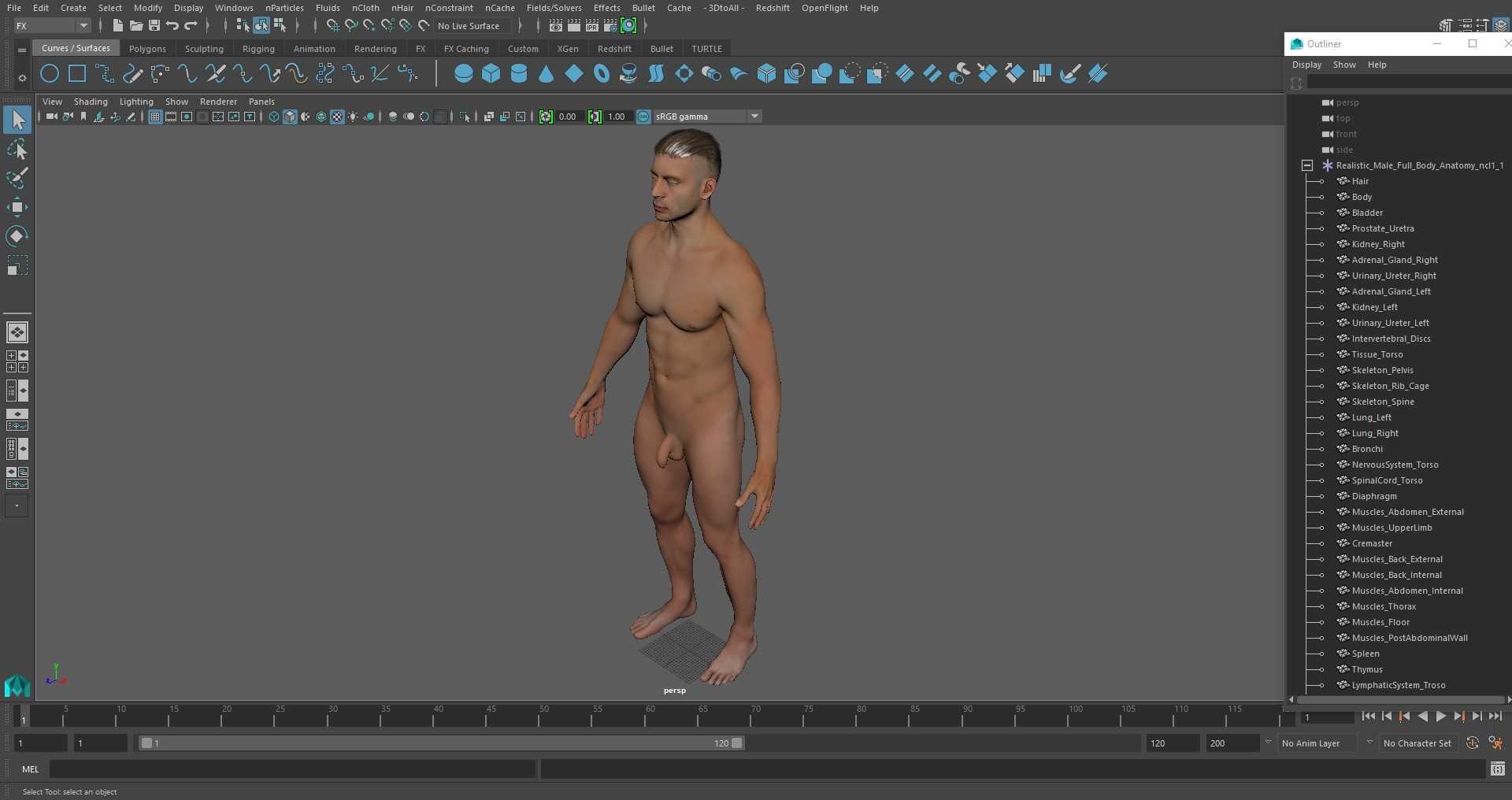 Realistic Male Full Body Anatomy 3D - TurboSquid 2169418