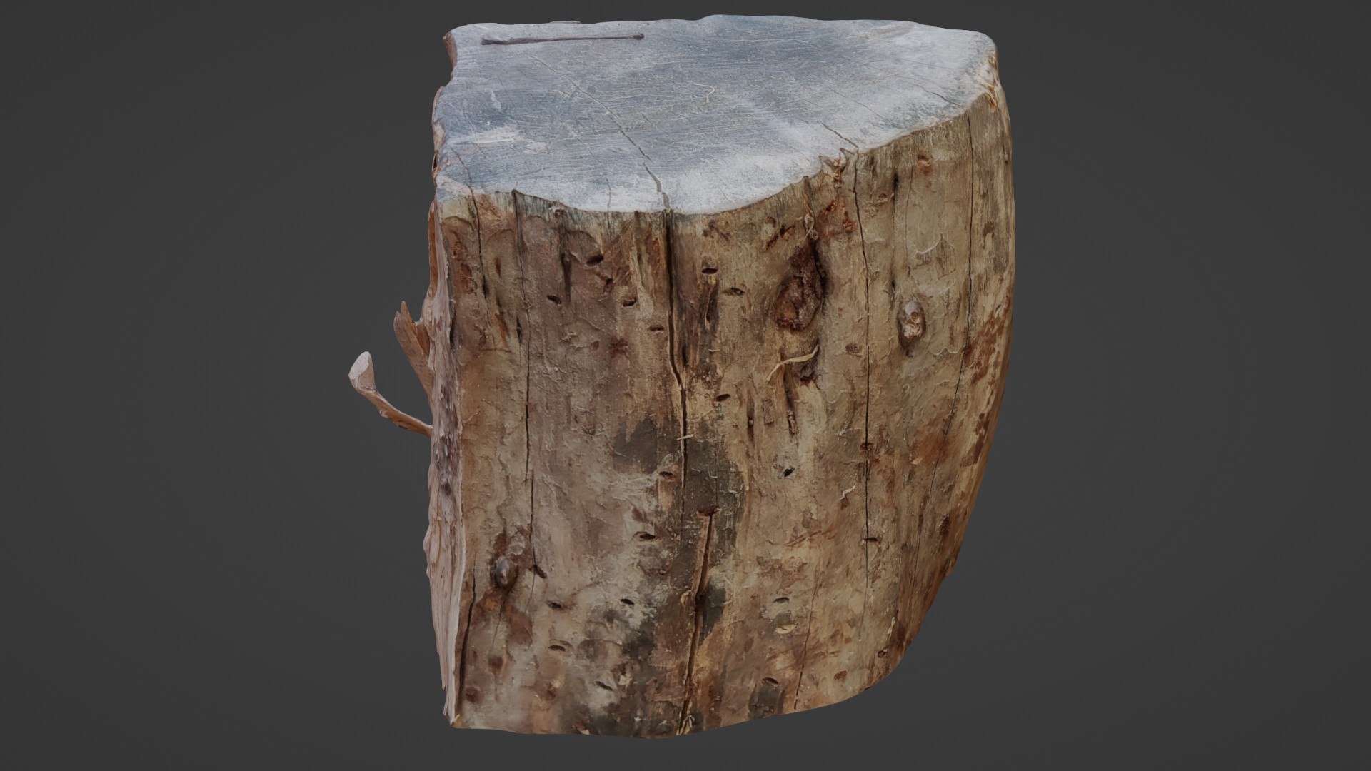 Trunk Half Cutted 3D Model - TurboSquid 2330331