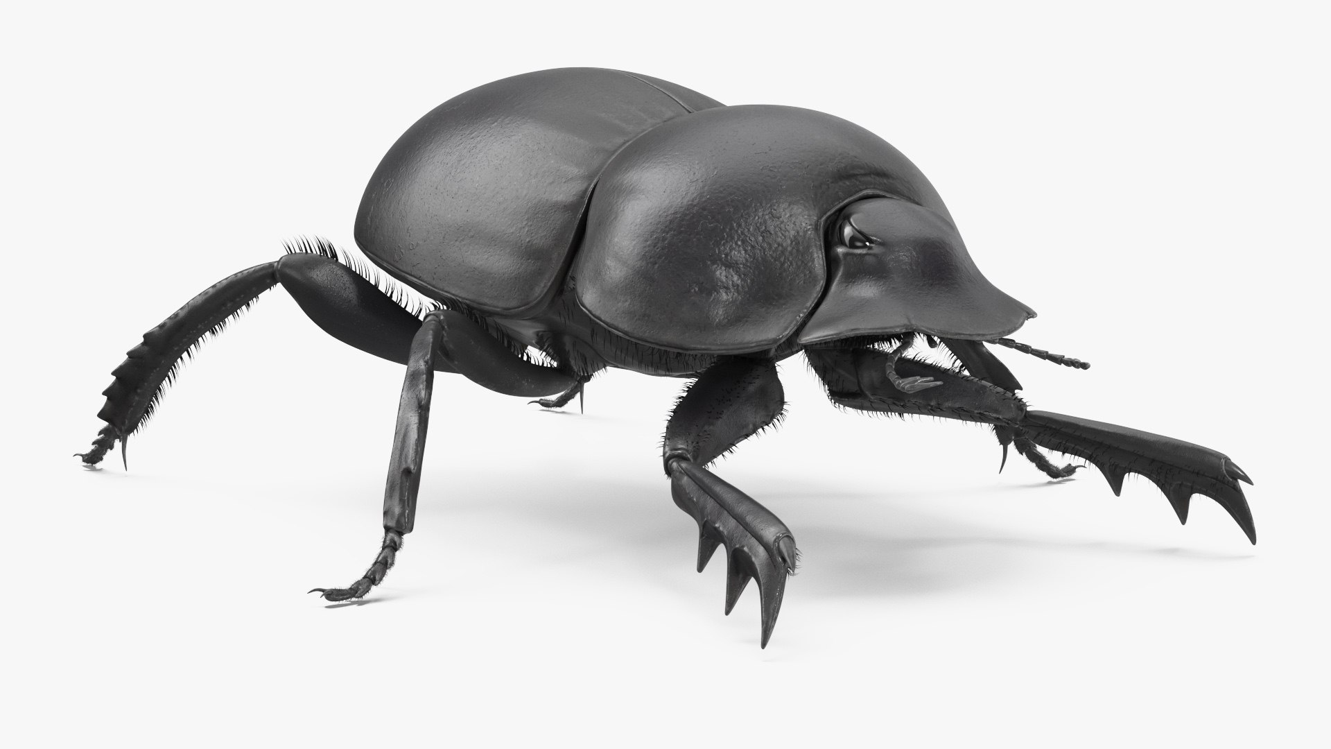 3D Dung Roller Fur - TurboSquid 2294245