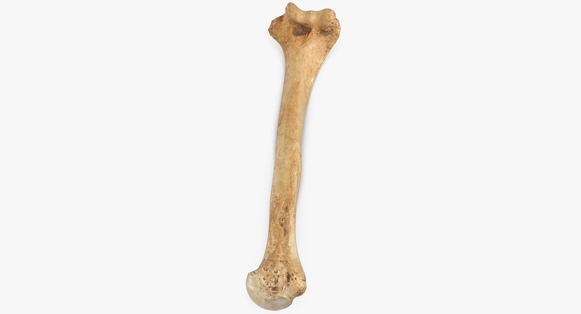 3D Model Human Humerus Bone 01 - TurboSquid 1423206