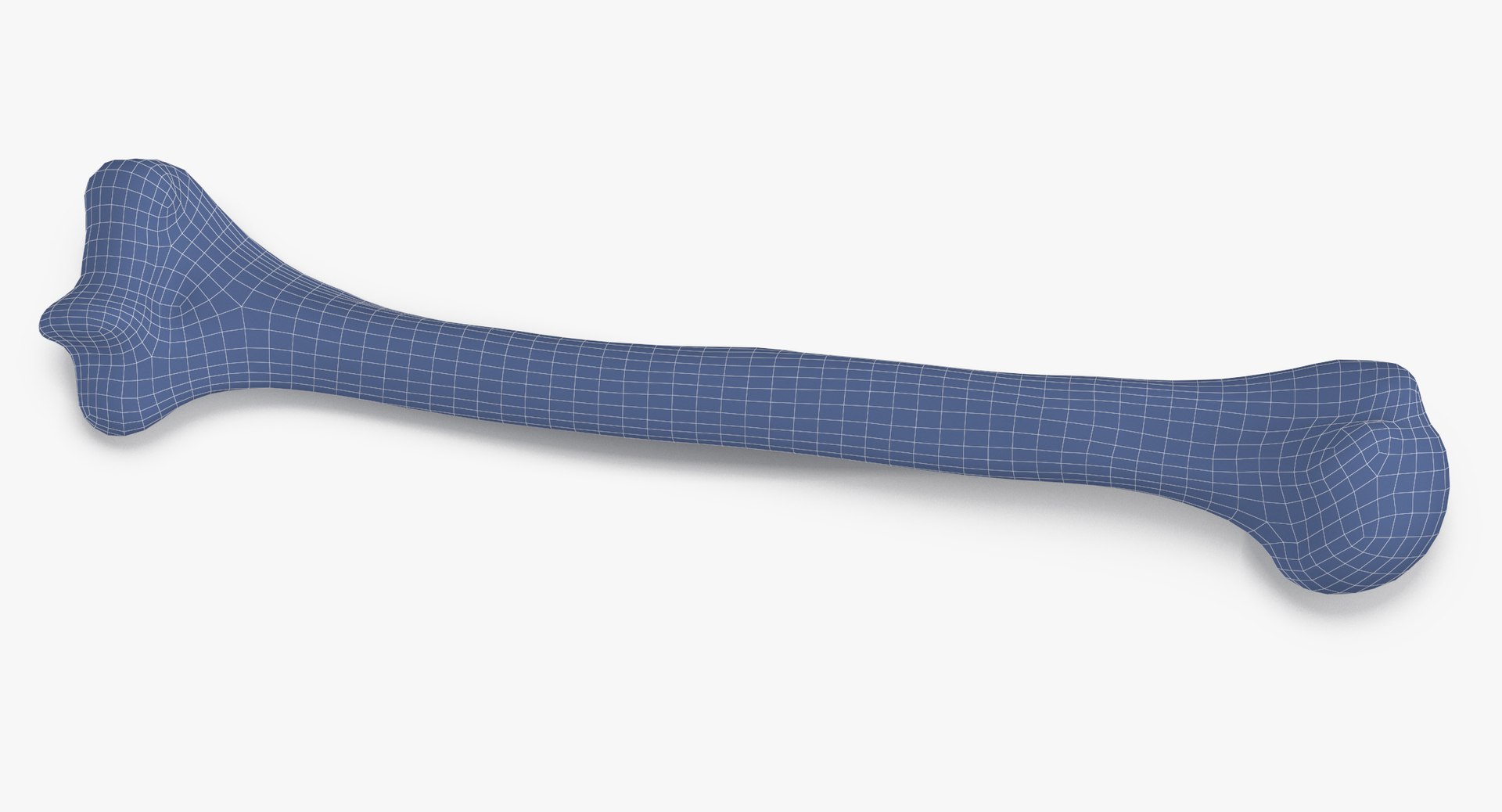 3D Model Human Humerus Bone 01 - TurboSquid 1423206