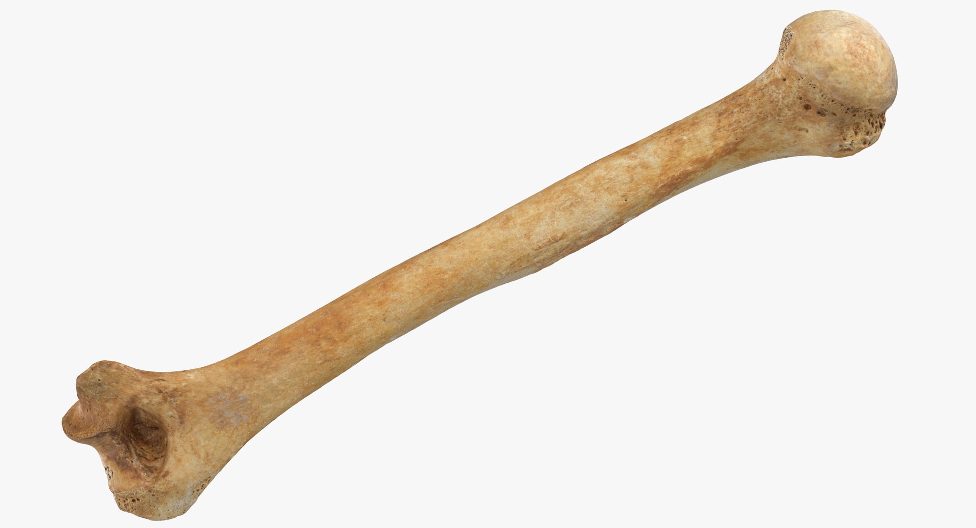 3D Model Human Humerus Bone 01 - TurboSquid 1423206