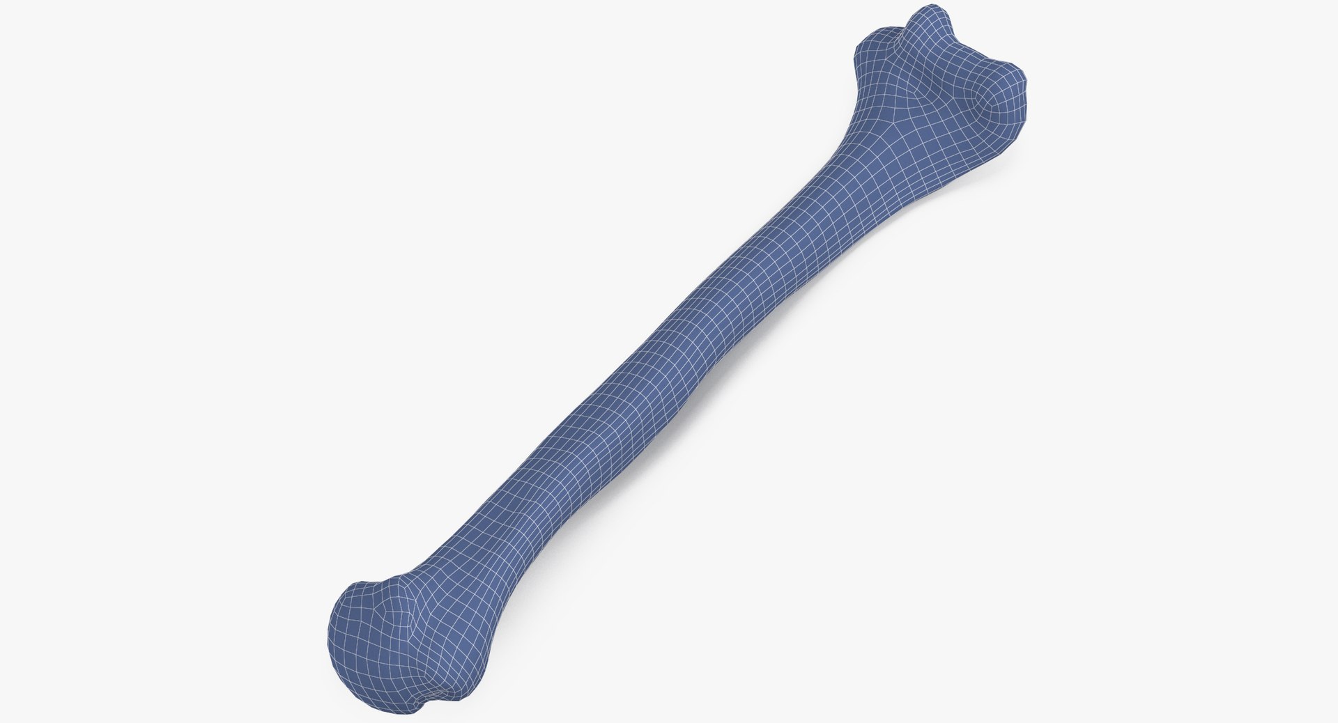 3D Model Human Humerus Bone 01 - TurboSquid 1423206