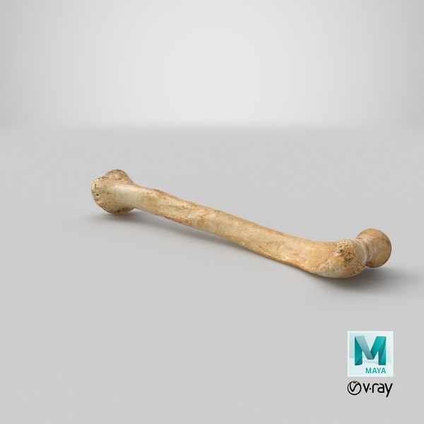 3D model human humerus bone 01 - TurboSquid 1423206