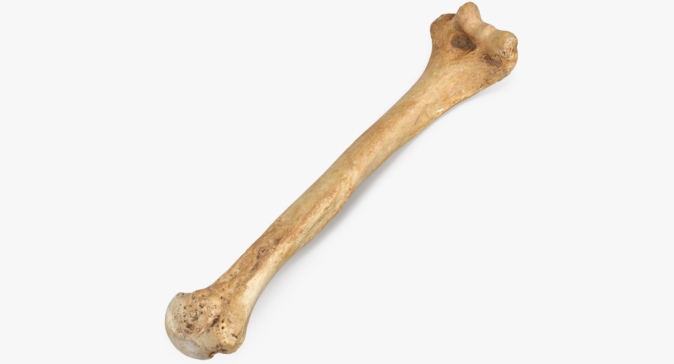 3D model human humerus bone 01 - TurboSquid 1423206