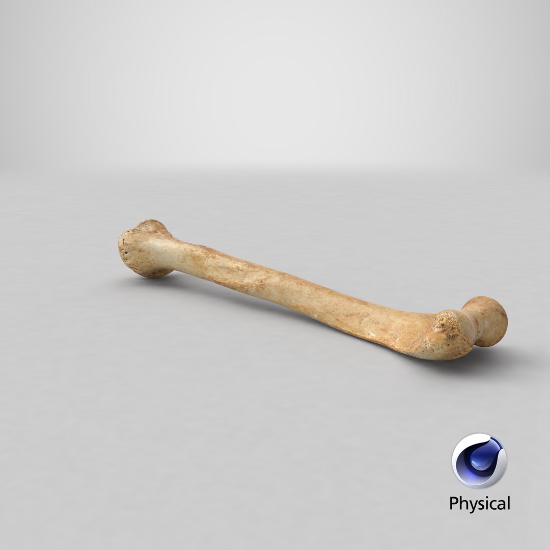 3D Model Human Humerus Bone 01 - TurboSquid 1423206