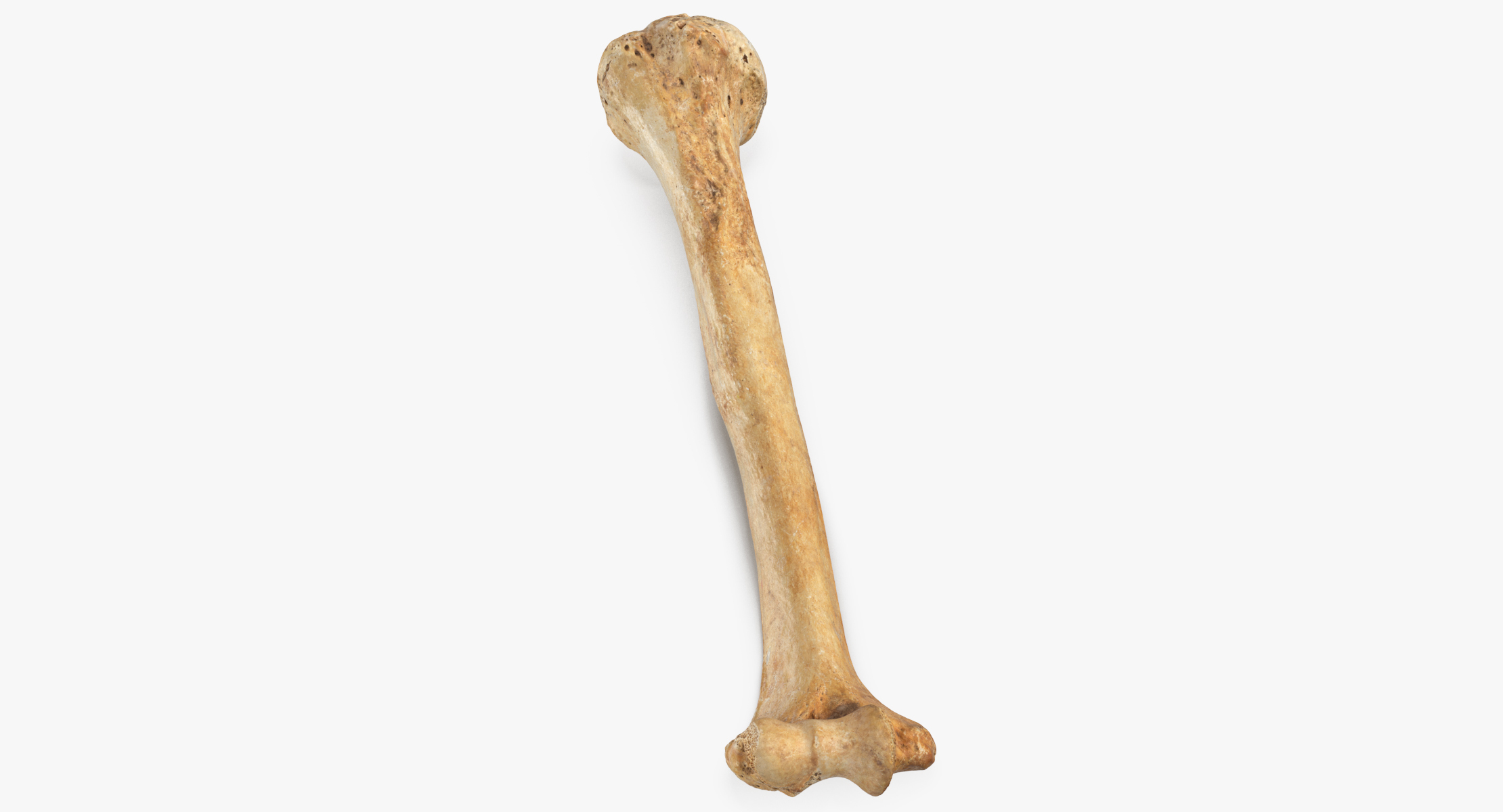 3D model human humerus bone 01 - TurboSquid 1423206