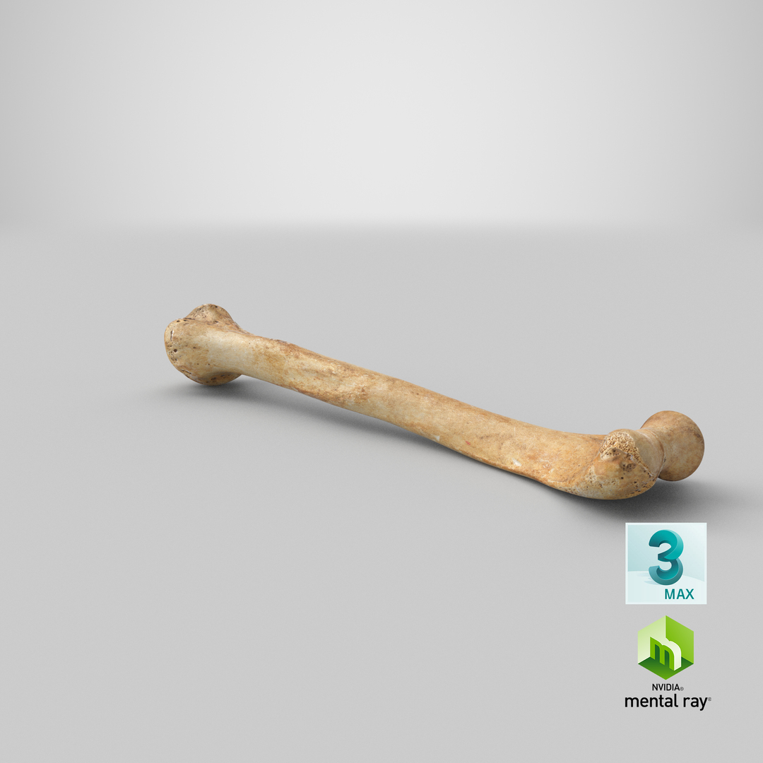 3D model human humerus bone 01 - TurboSquid 1423206