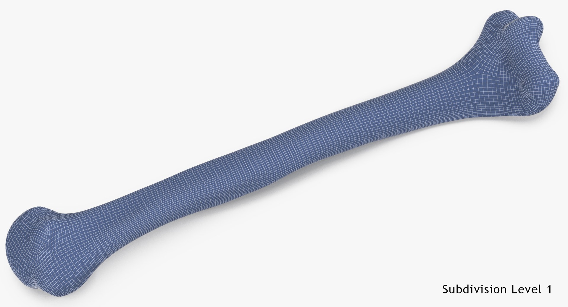 3D Model Human Humerus Bone 01 - TurboSquid 1423206