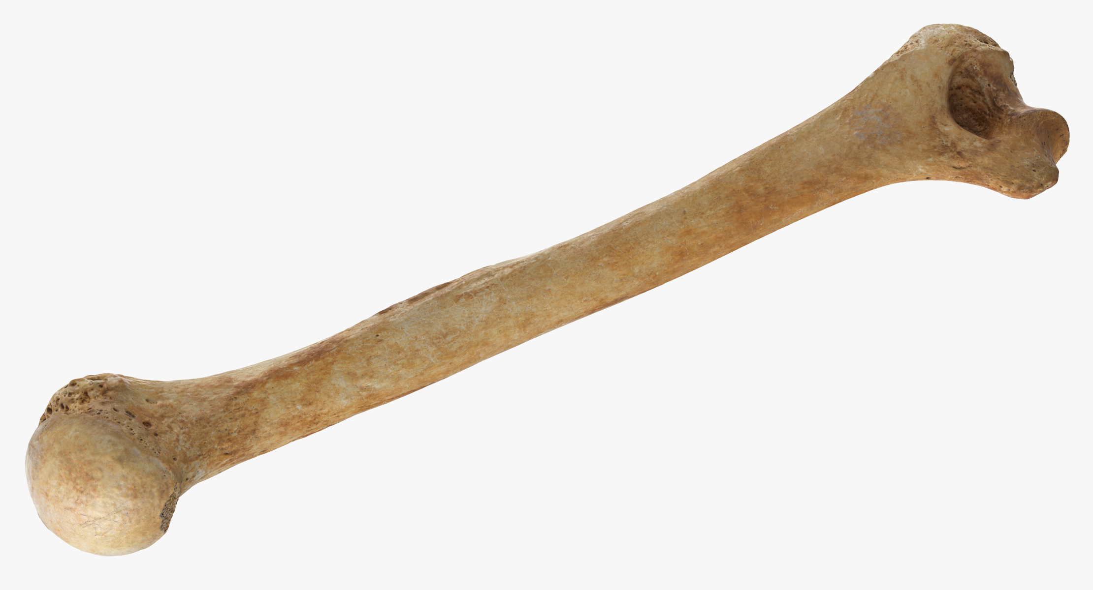 3D model human humerus bone 01 - TurboSquid 1423206
