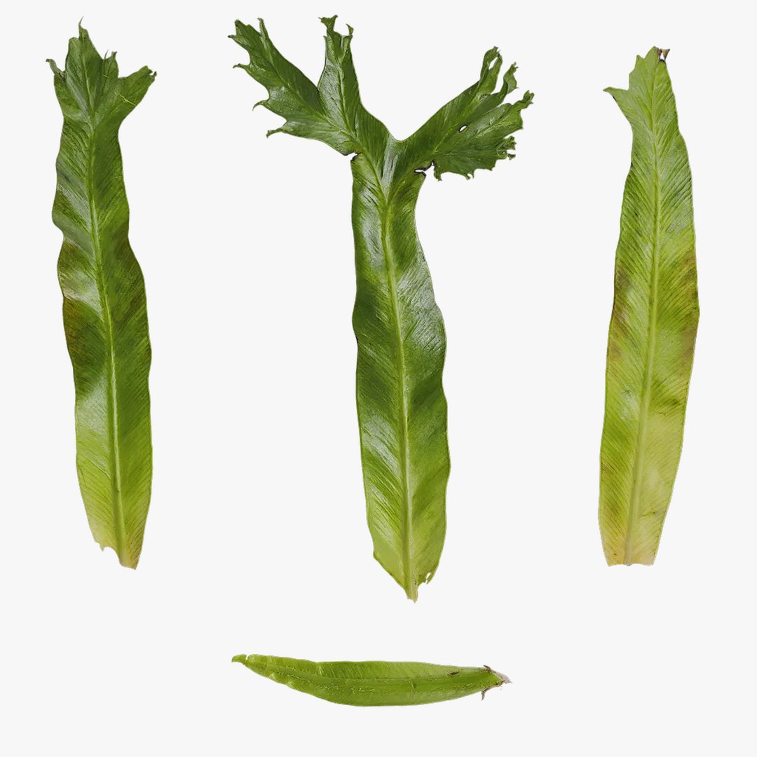 3D Model Anydrafts Asplenium Nidus Crissie Leaf 04 Textures - TurboSquid 2350636