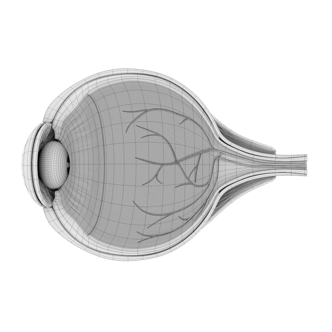 3D Human Eye Dissection Model - TurboSquid 1366967