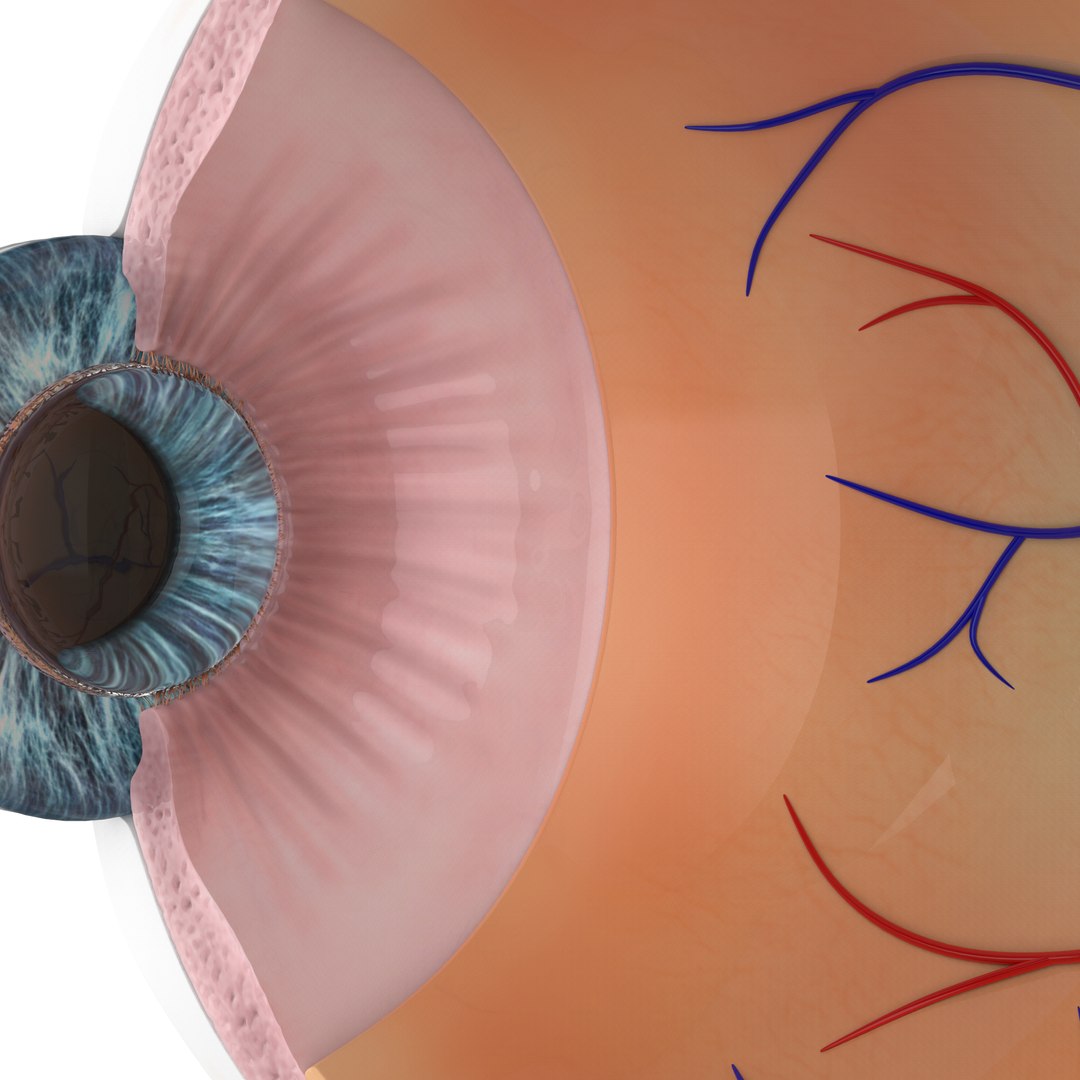 3D Human Eye Dissection Model - TurboSquid 1366967