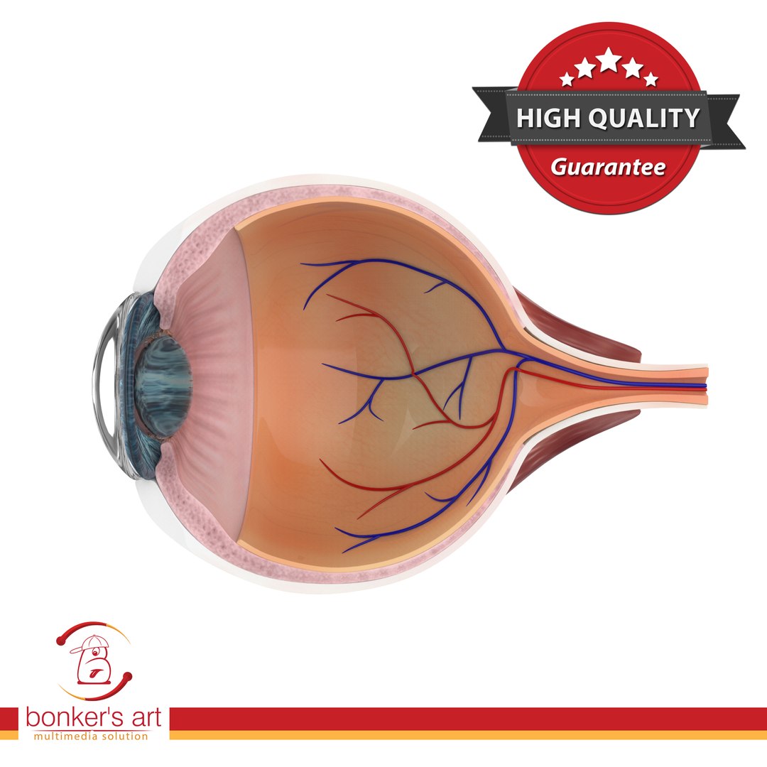 3D Human Eye Dissection Model - TurboSquid 1366967