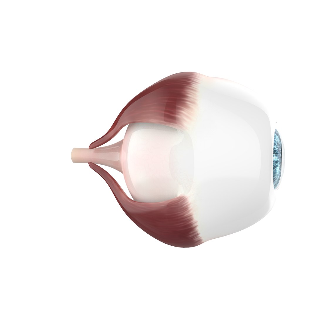 3D Human Eye Dissection Model - TurboSquid 1366967