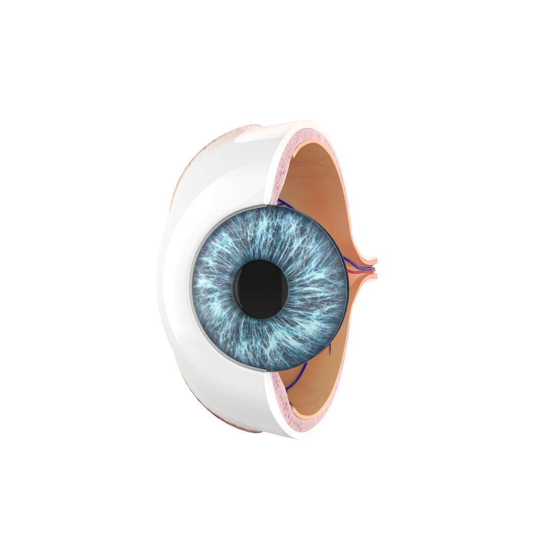 3D Human Eye Dissection Model - TurboSquid 1366967