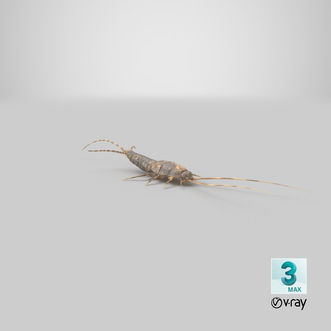 Silverfish Standing 3D Model - TurboSquid 1375577