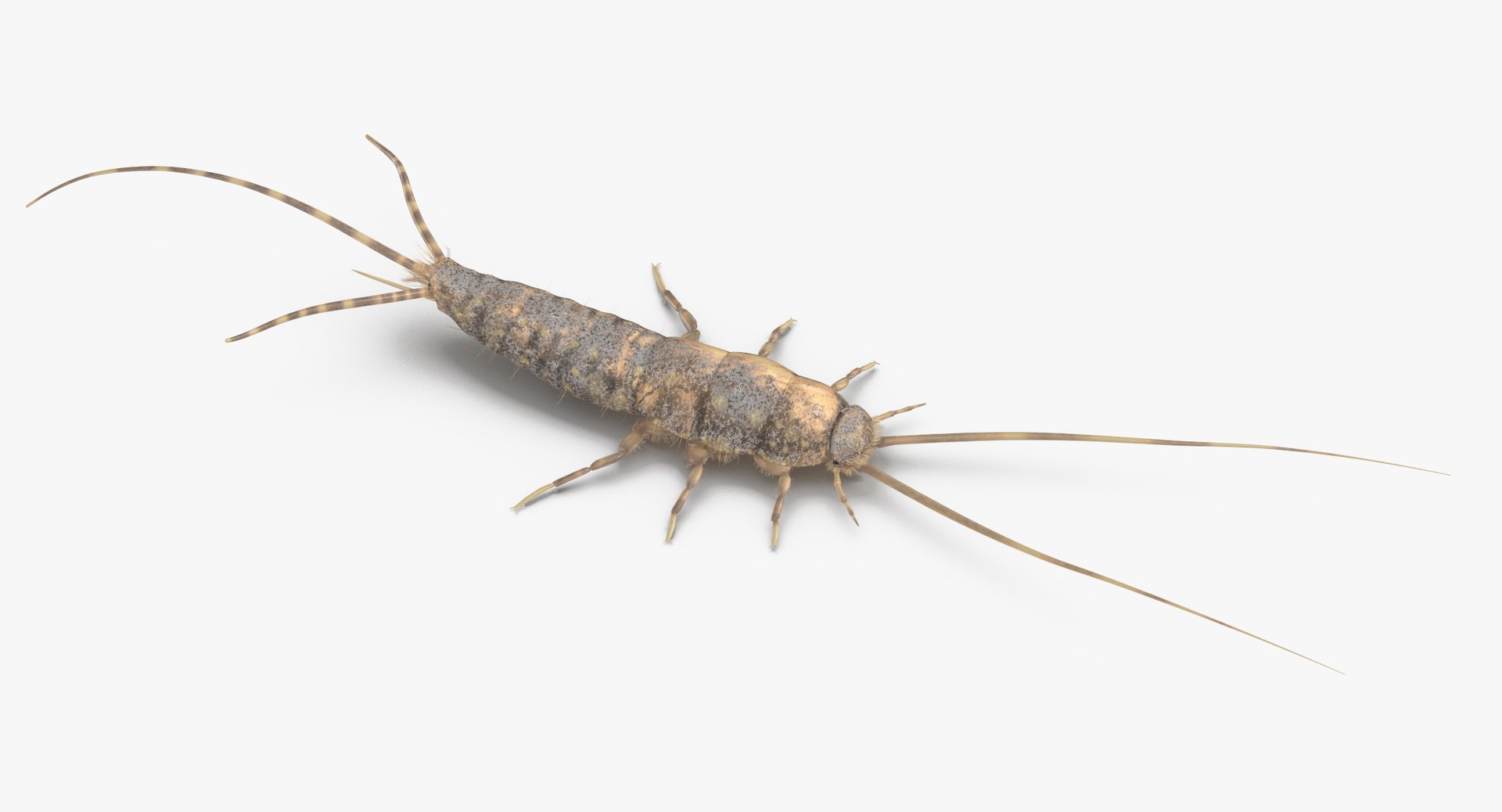 Silverfish standing 3D model - TurboSquid 1375577