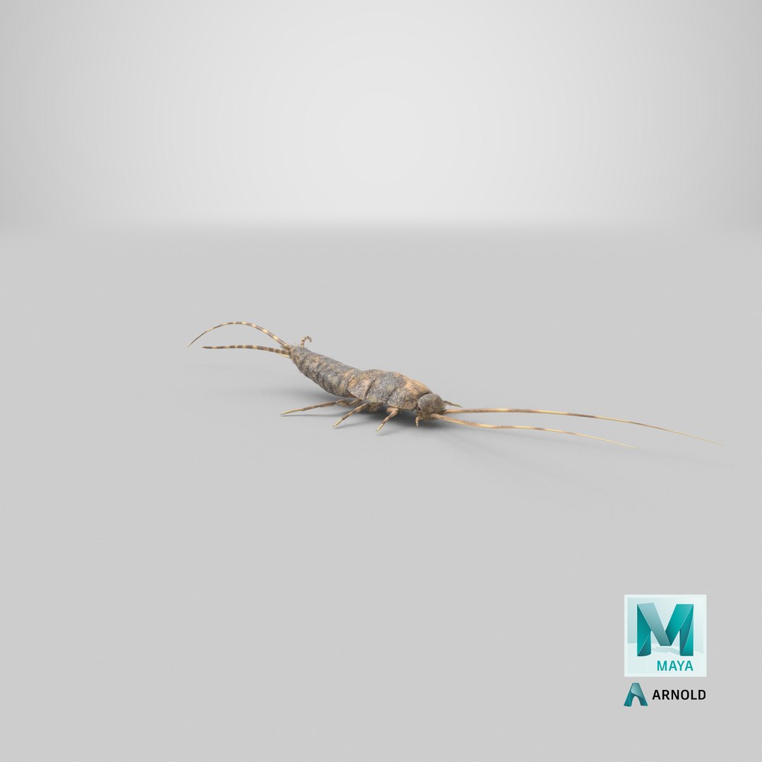 Silverfish Standing 3D Model - TurboSquid 1375577
