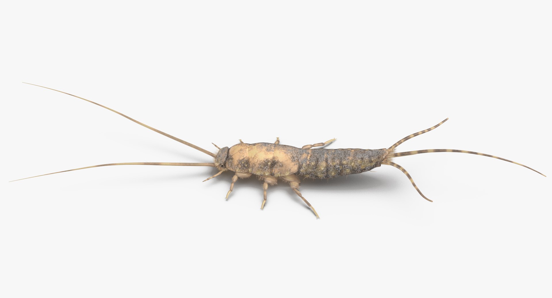Silverfish standing 3D model - TurboSquid 1375577